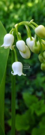Lily of the Valley – May Flower – Stunning Expressions